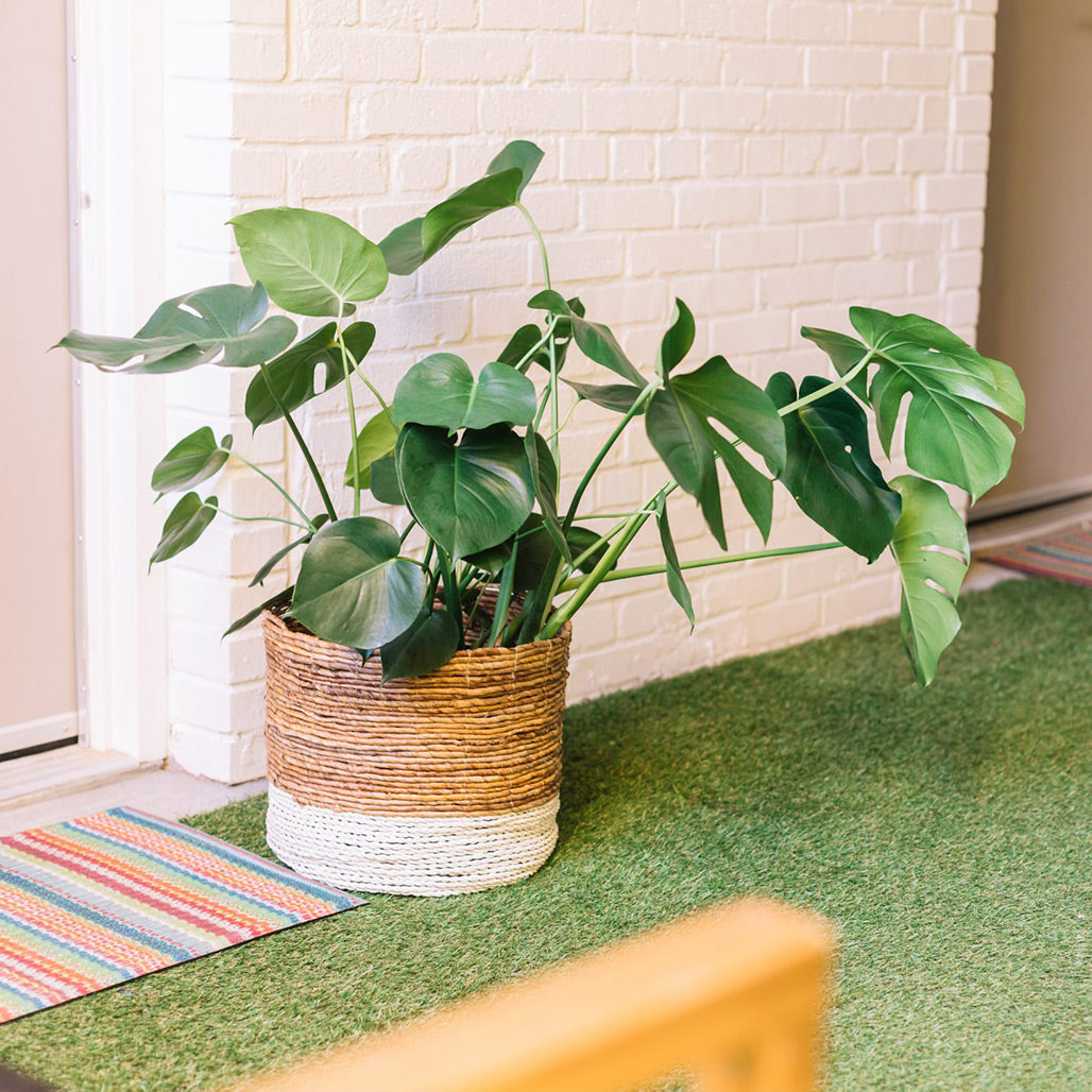 Plants – Fiore Design House